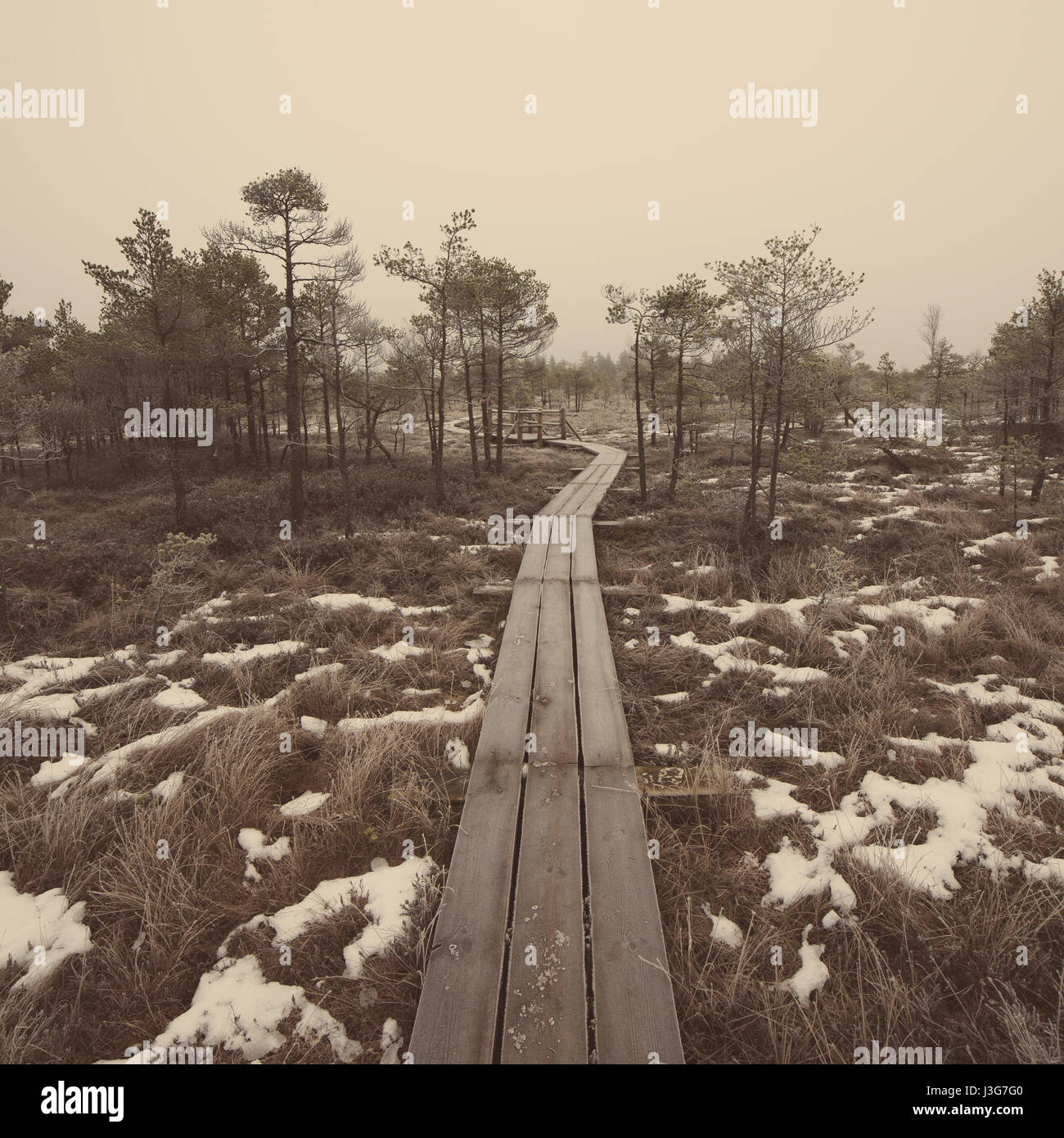wooden boardwalk in frosty winter bog landscape with frozen nature ...