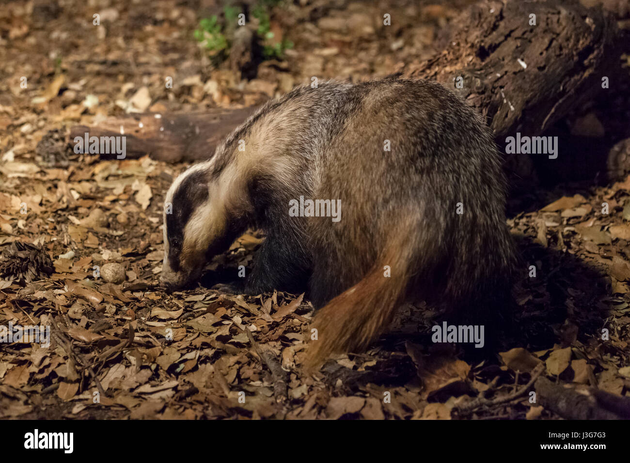 Badger Night High Resolution Stock Photography and Images - Alamy