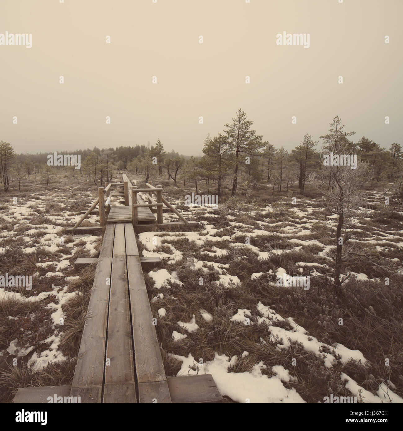wooden boardwalk in frosty winter bog landscape with frozen nature ...