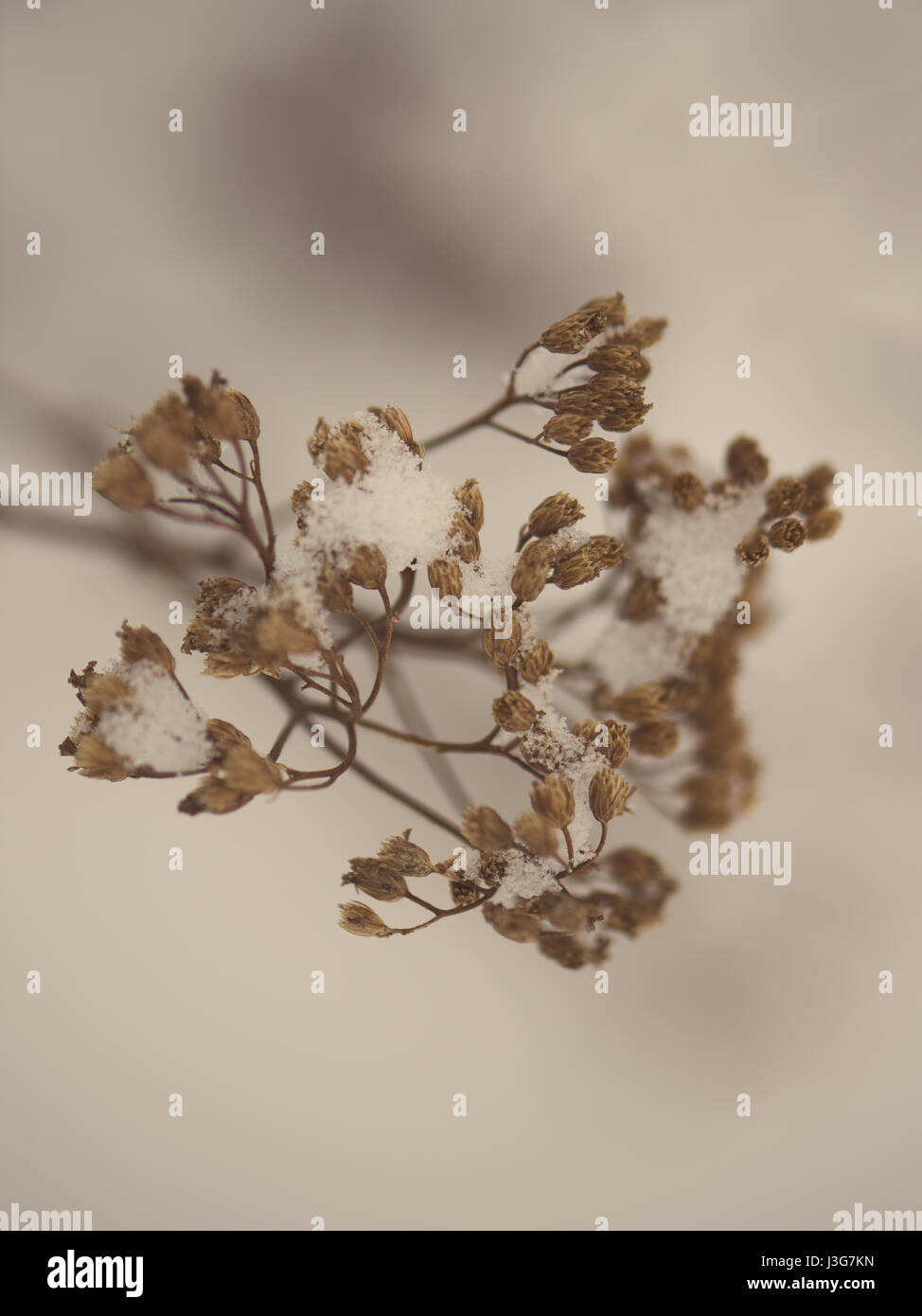 frozen abstract tree branches and plants in winter snow - aged photo ...