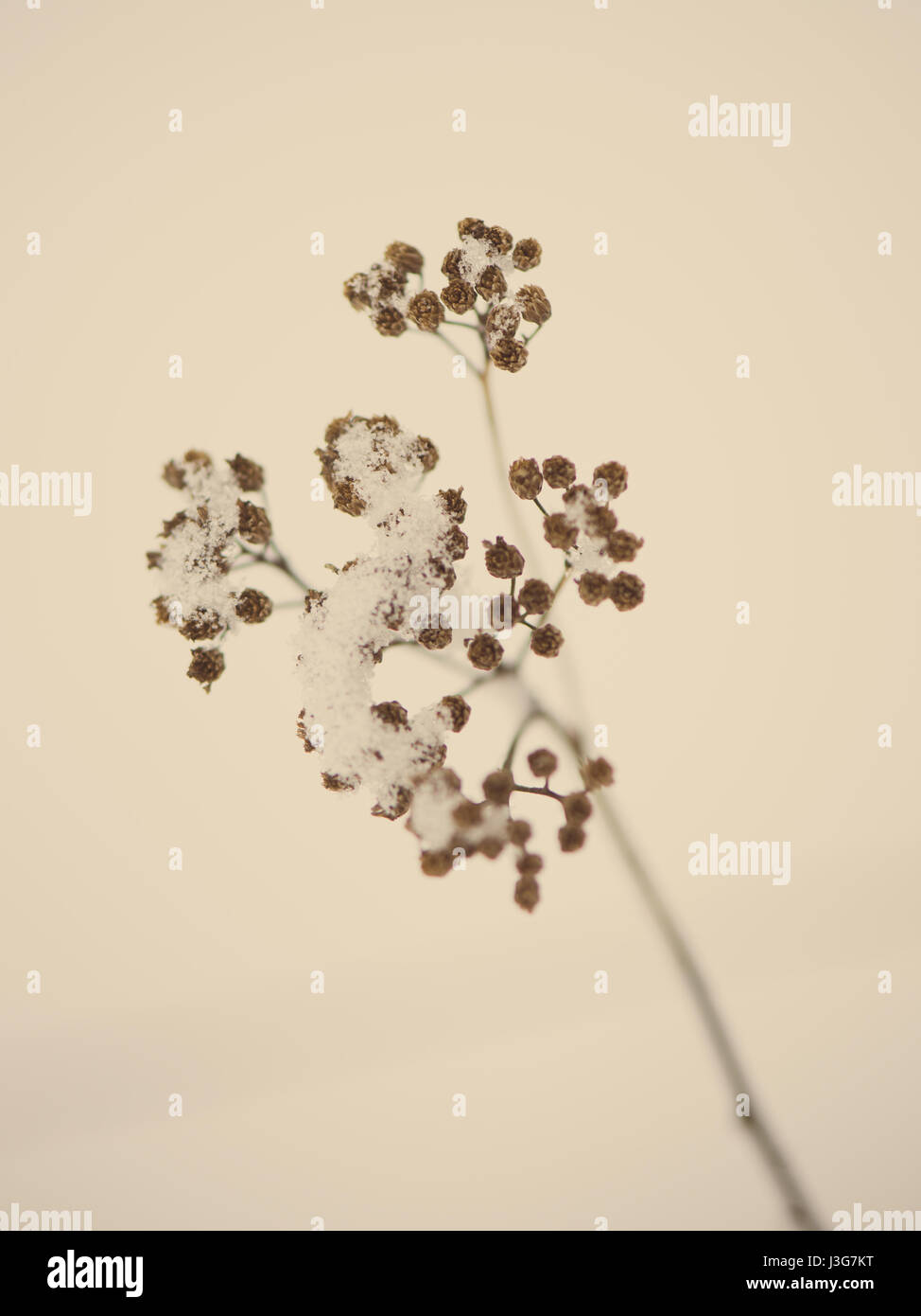 frozen abstract tree branches and plants in winter snow - aged photo ...