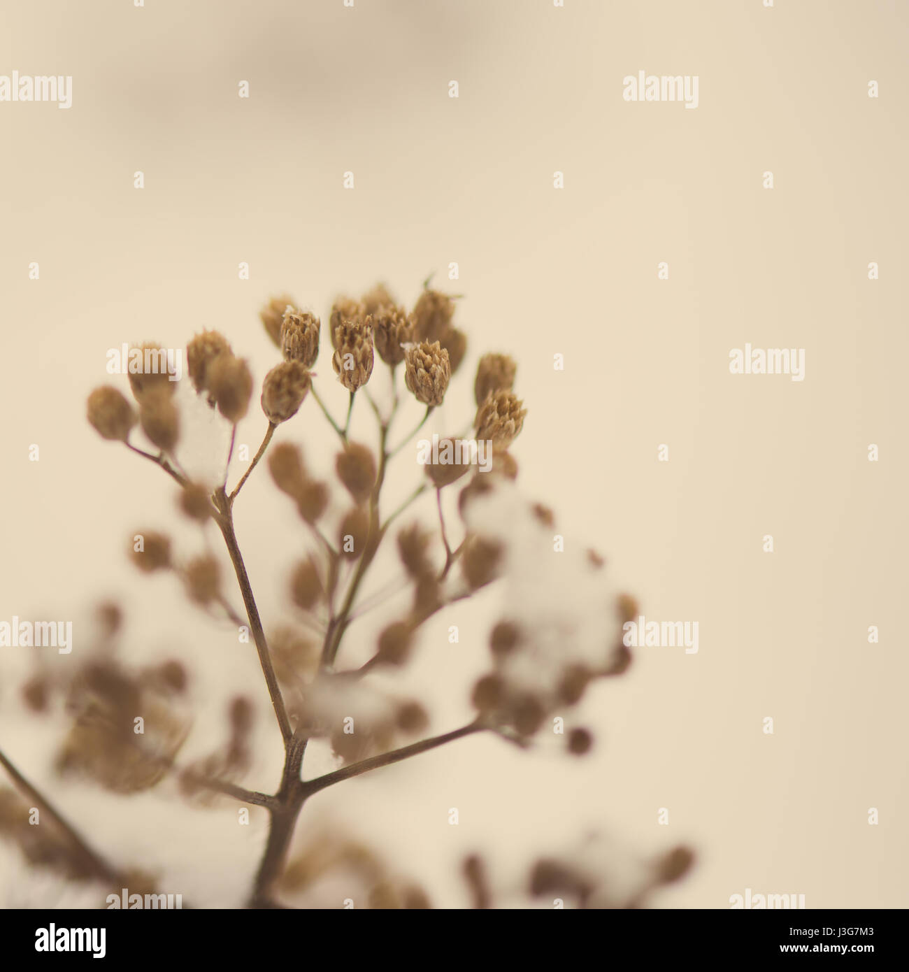 frozen abstract tree branches and plants in winter snow - aged photo ...