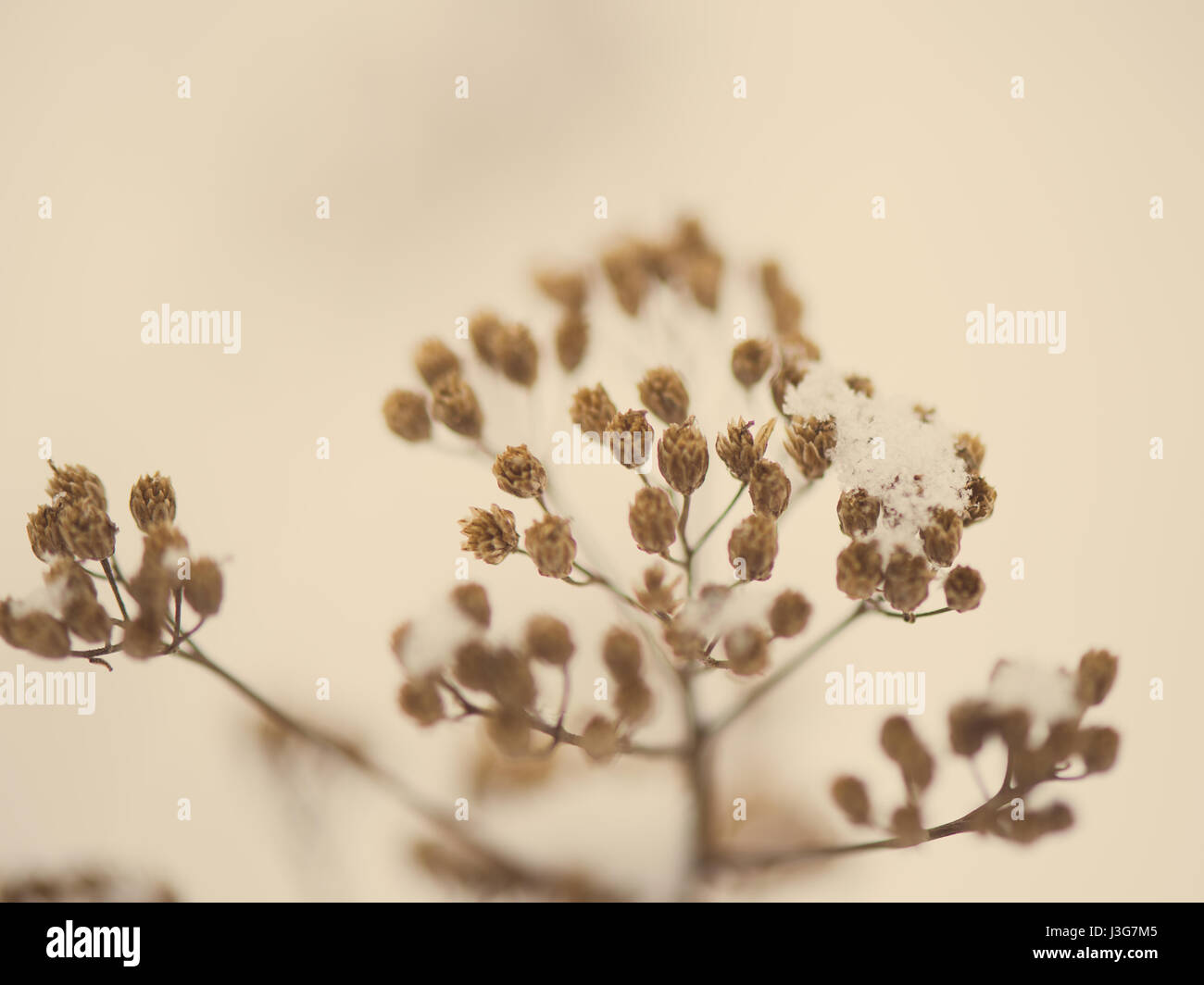 frozen abstract tree branches and plants in winter snow - aged photo ...