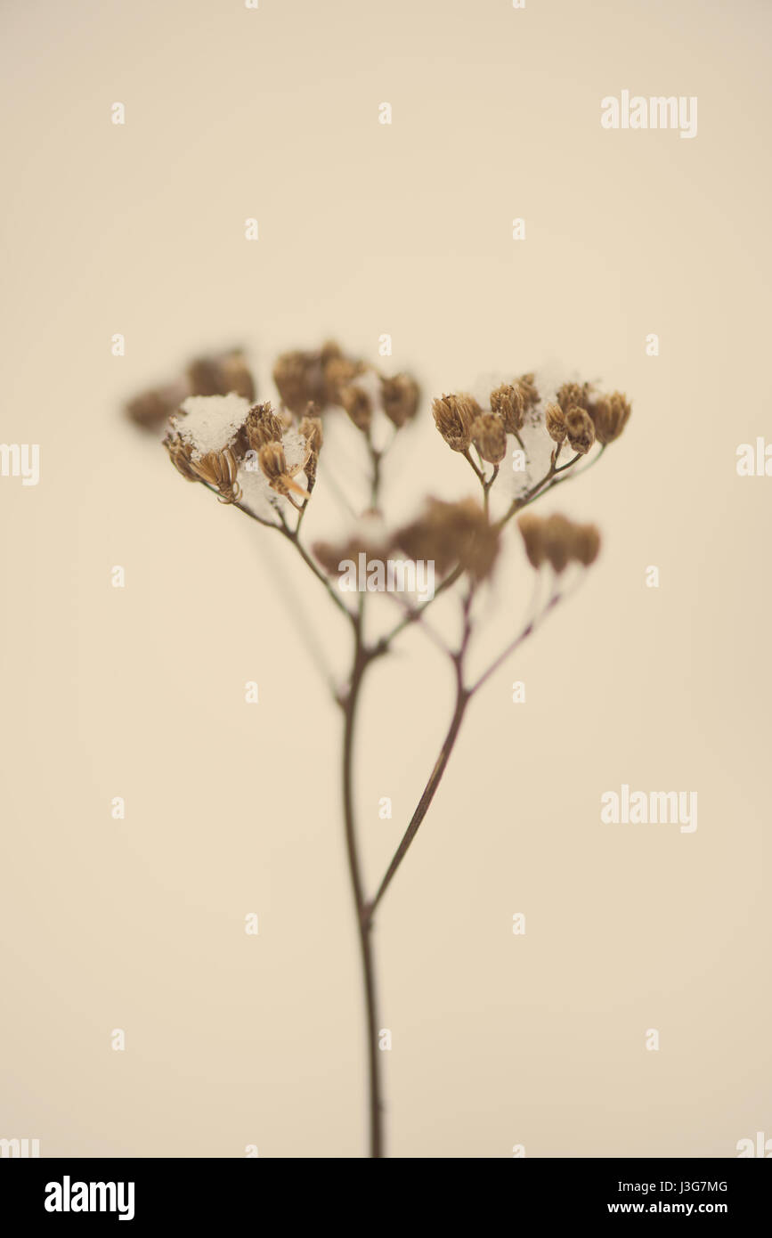frozen abstract tree branches and plants in winter snow - aged photo ...