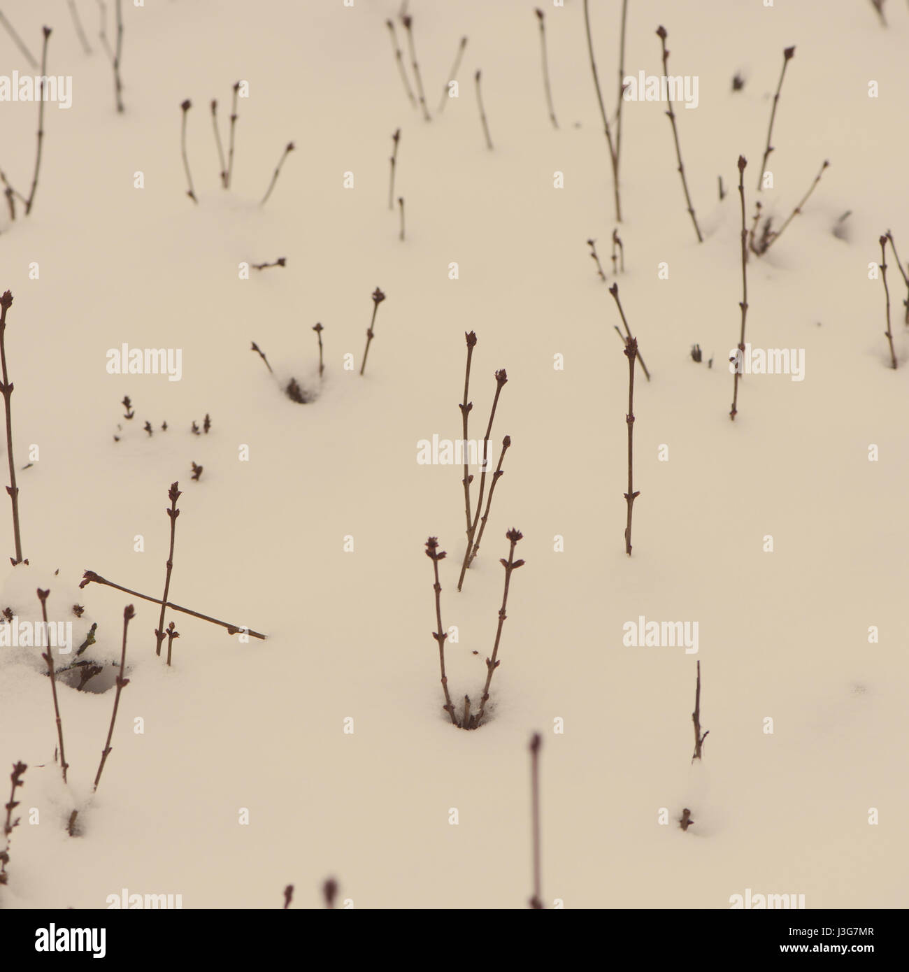 frozen abstract tree branches and plants in winter snow - aged photo ...
