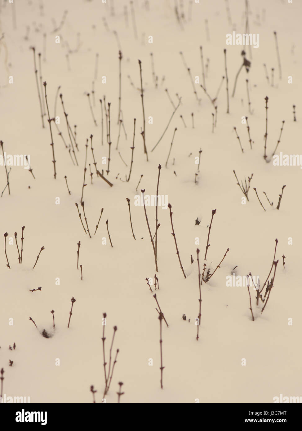 frozen abstract tree branches and plants in winter snow - aged photo ...