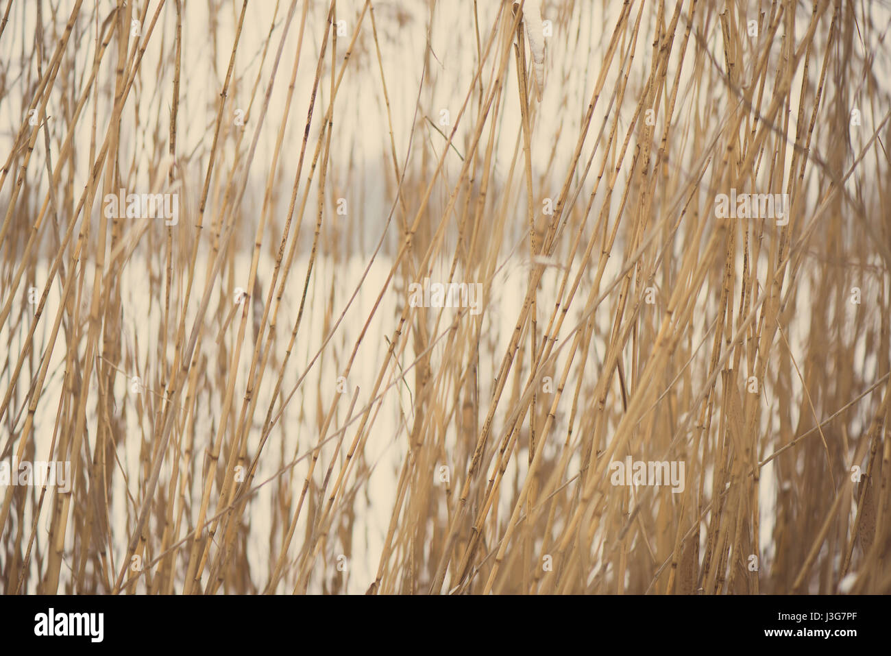 frozen abstract tree branches and plants in winter snow - aged photo ...