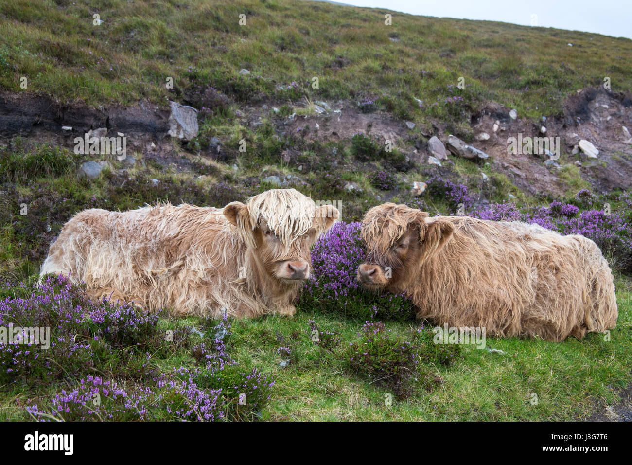 Hairy cows in the Isle of Skye Scotland Stock Photo - Alamy