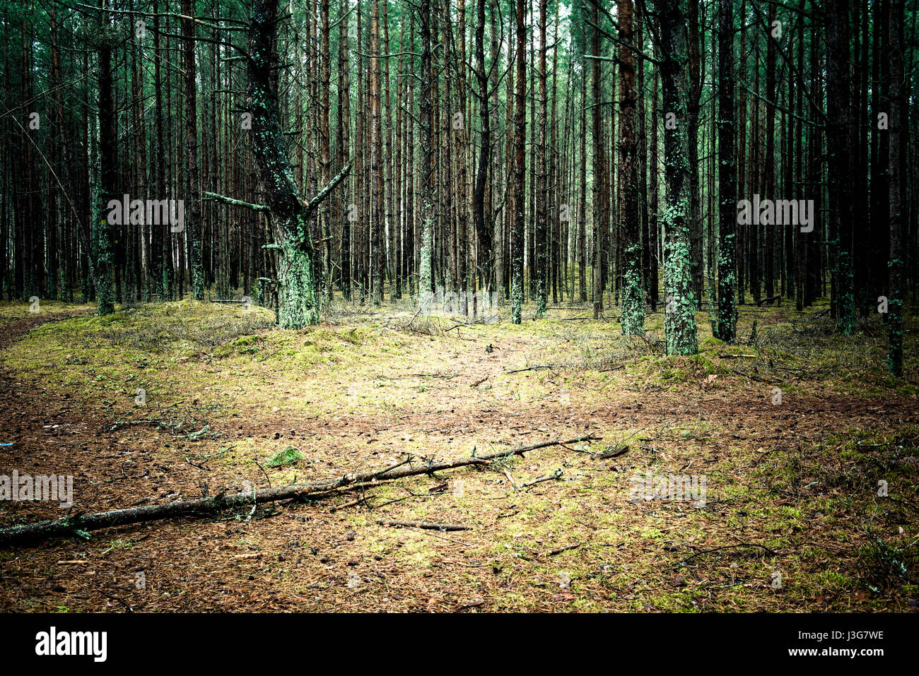 trail in the pine tree forest in winter with frost and snow - instant ...