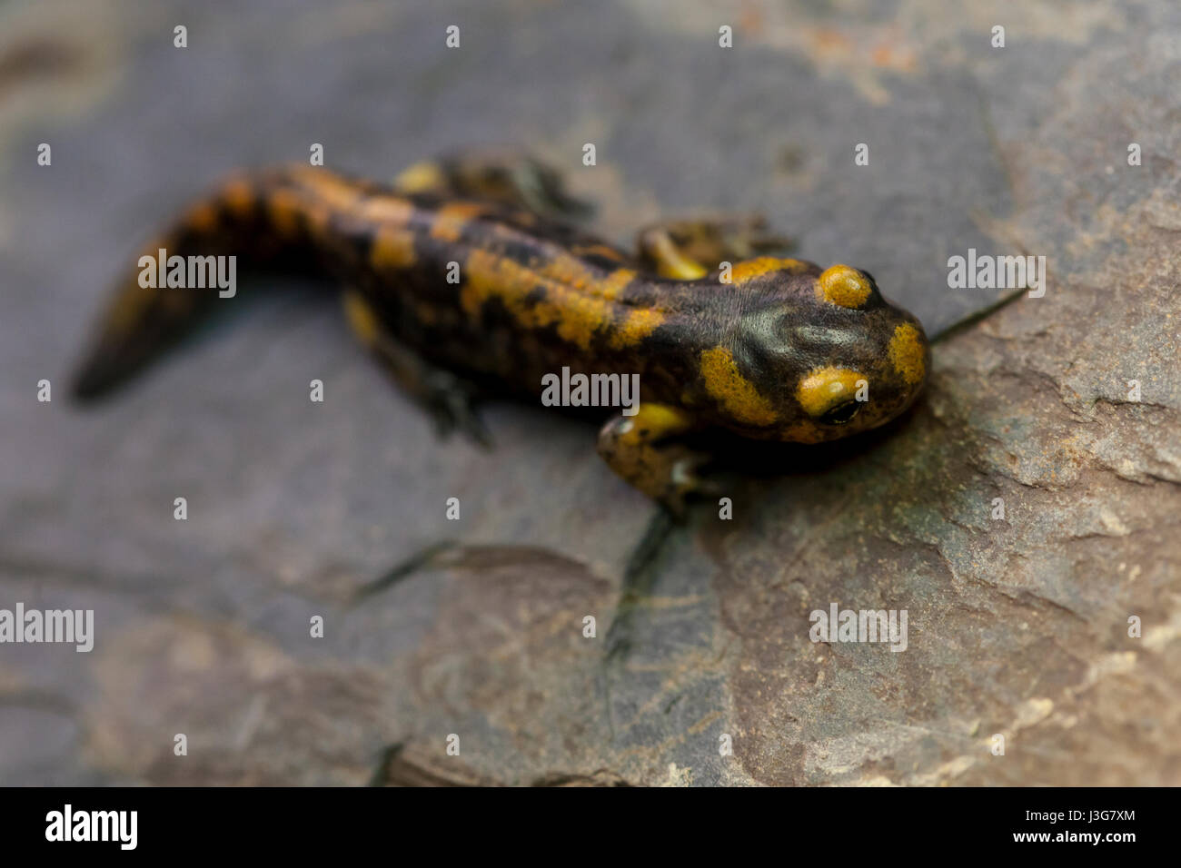 Mole Salamander Larvae