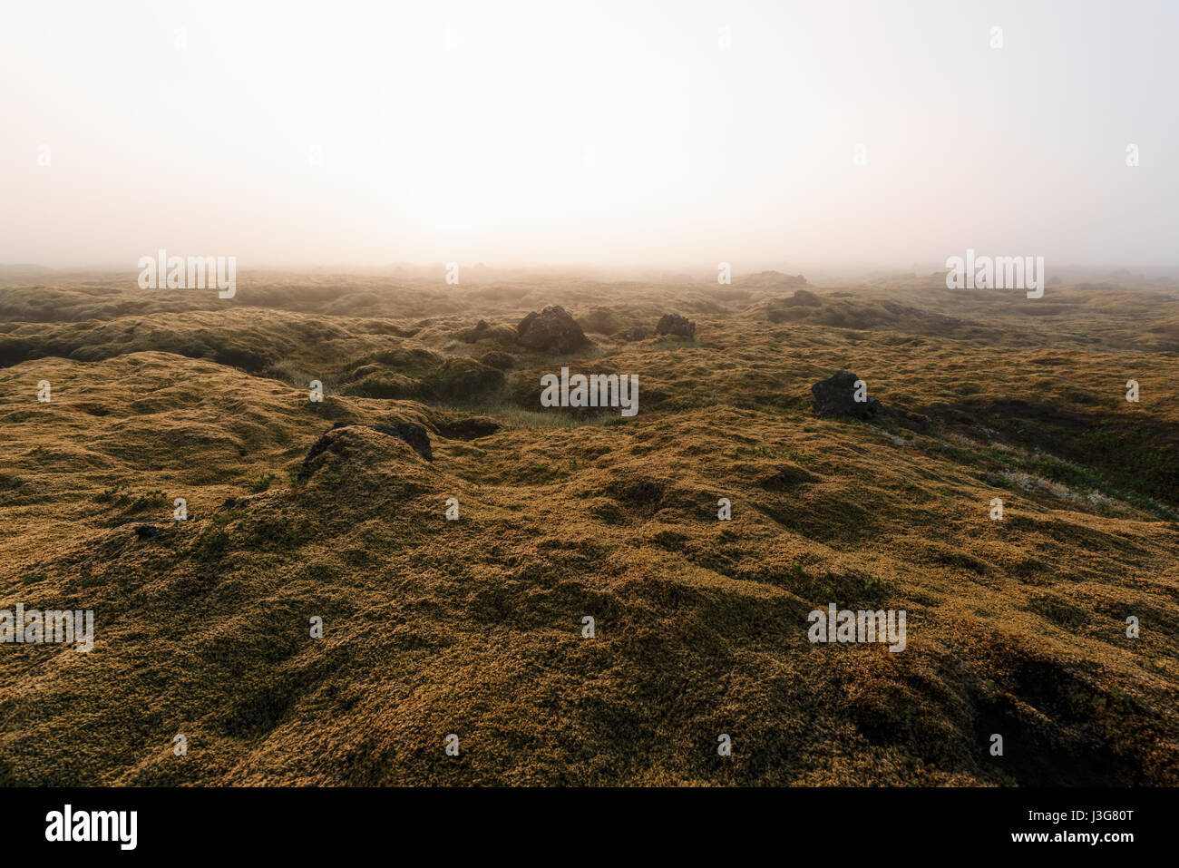 Moss field in fog glowing in the rays of the rising sun. Minimalist ...