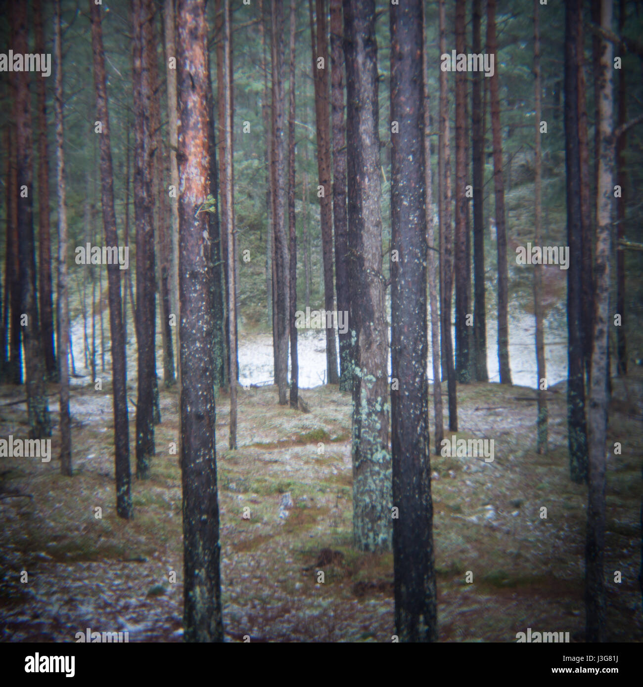 trail in the pine tree forest in winter with frost - retro vintage ...