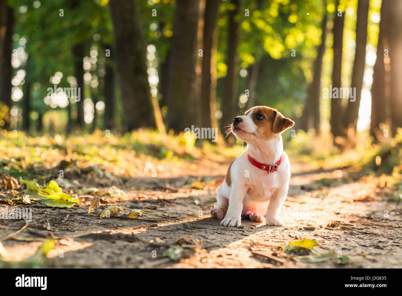 Jack russel puppy on summer alley. Sunny day in the green park Stock ...