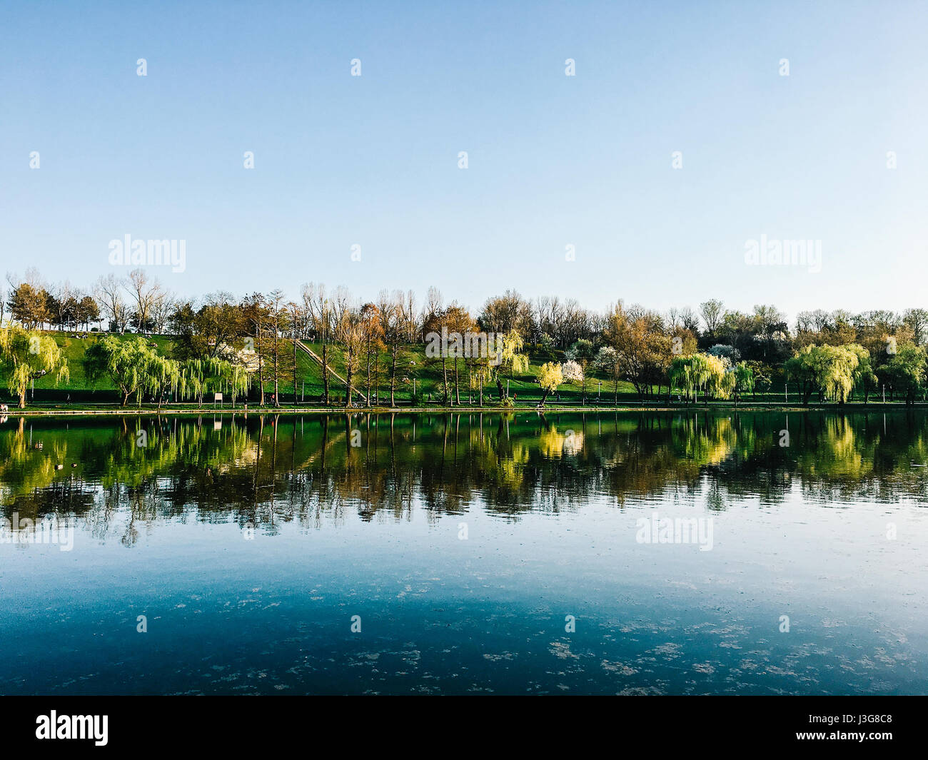 Beautiful Spring Trees Reflections In Water Lake Of Tineretului Park In ...