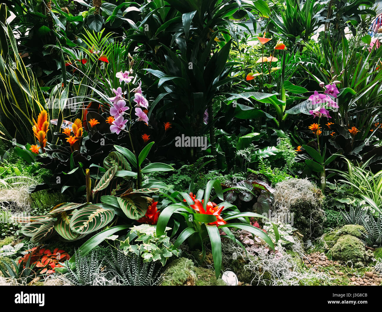Rainforest flowers hi-res stock photography and images - Alamy