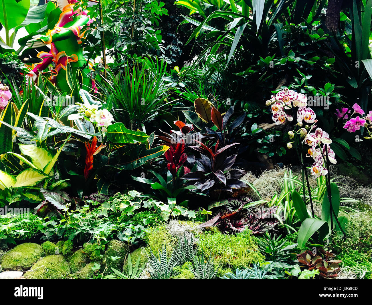 Canopy tree flower rainforest hi-res stock photography and images - Alamy