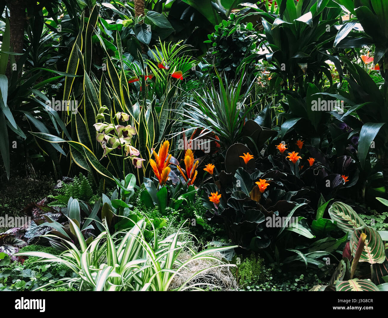 Canopy tree flower rainforest hi-res stock photography and images - Alamy