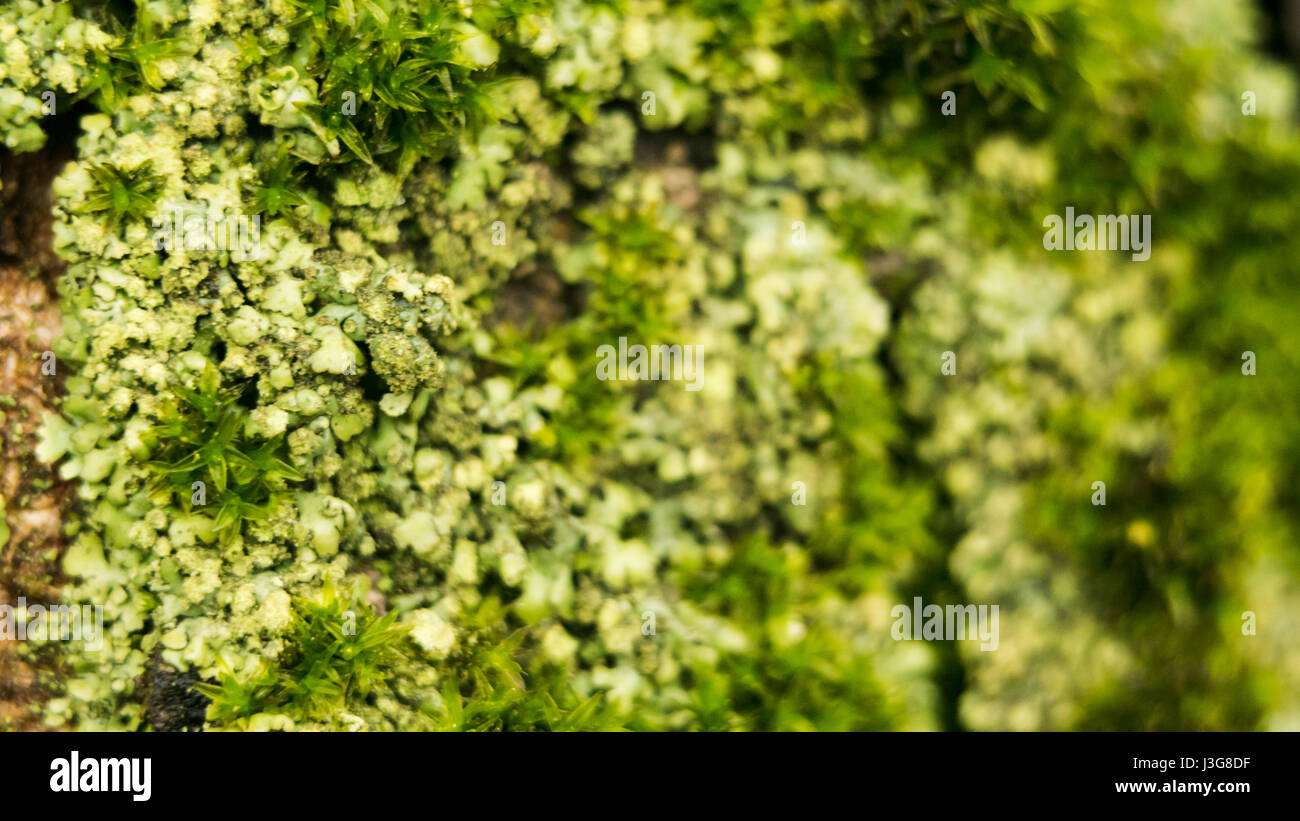 Lichens are symbiotic fungi and algae. They are able to grow on the ...