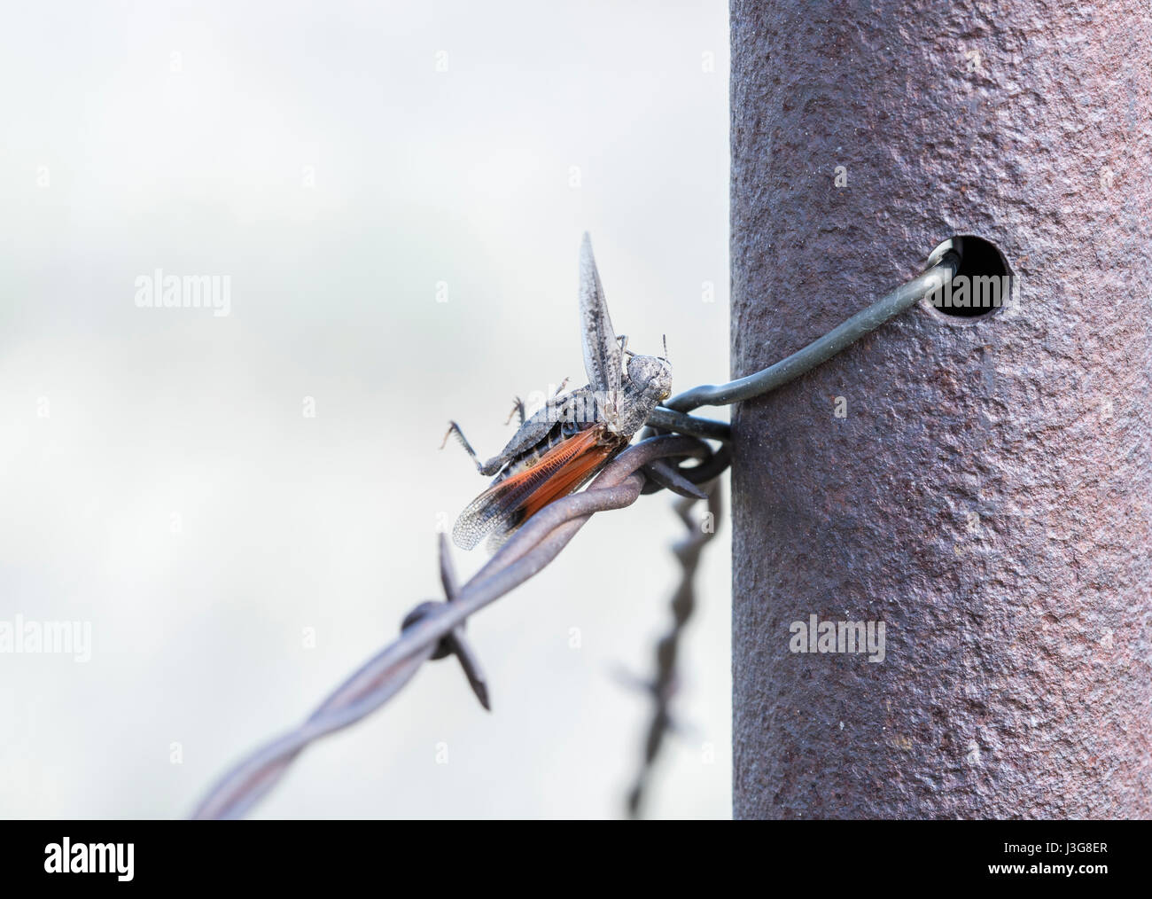 Grasshopper Impaled on Barbed Wire by Loggerhead Shrike in Rural ...