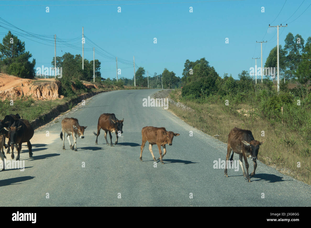 the road with cows on the road to Luang Prabang in the north of Laos in ...
