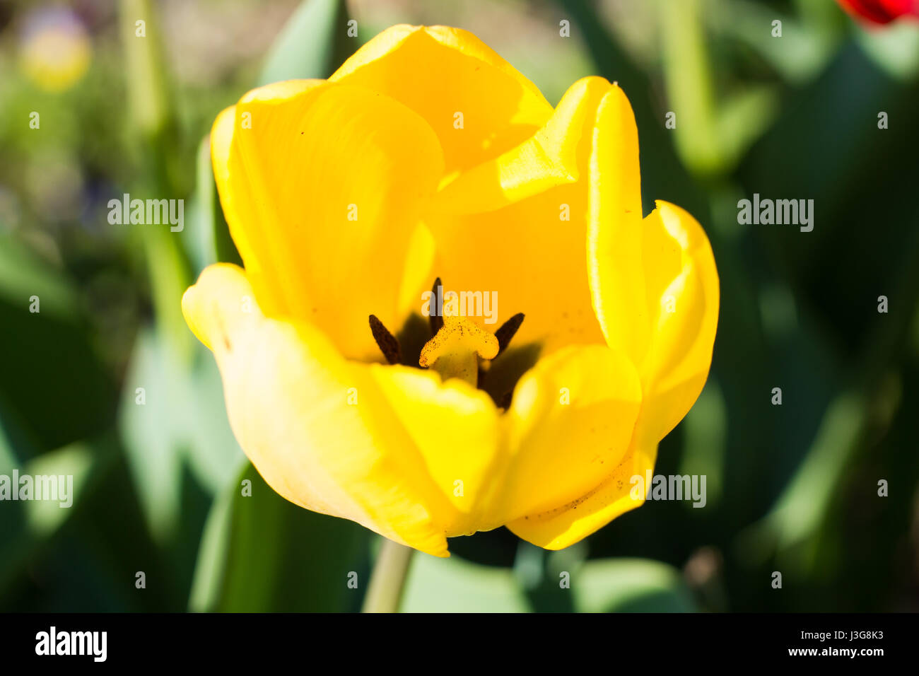 Yellow Tulip Flower Stock Photo - Alamy