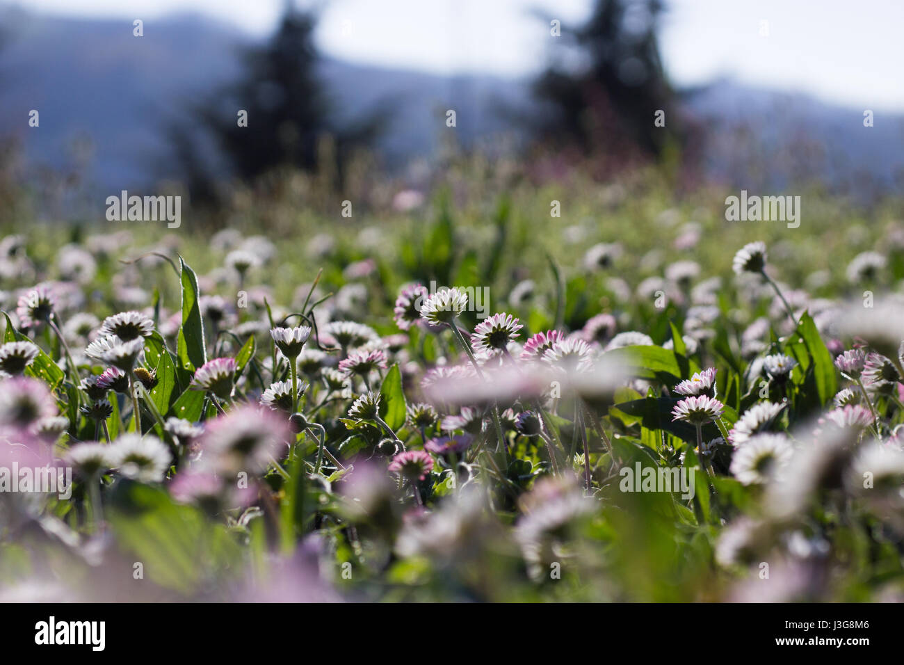 Daisy Flowers Field Stock Photo - Alamy