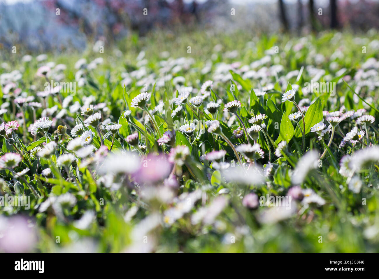 Daisy Flowers Field Stock Photo - Alamy