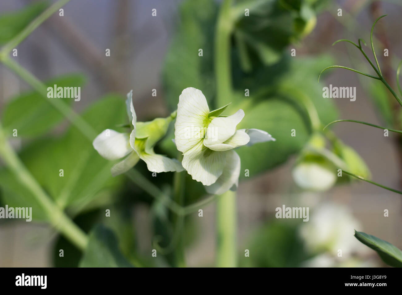 Pea plant tendril flower hi-res stock photography and images - Alamy