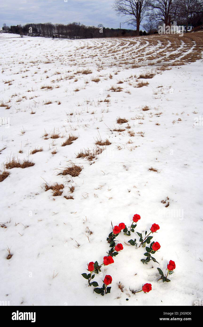 Red roses in the snow hi-res stock photography and images - Alamy