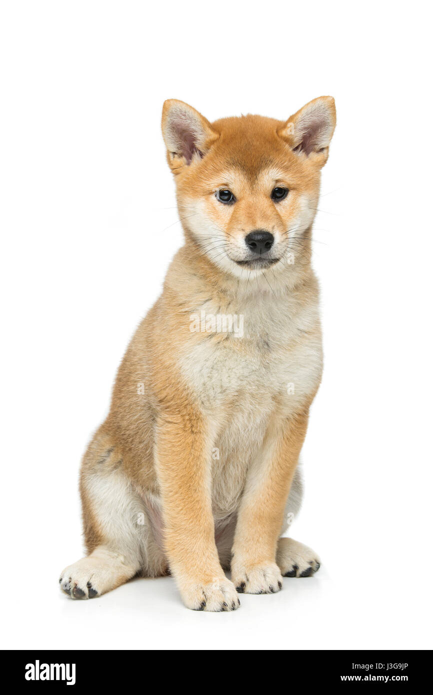 Beautiful brown japanese shiba inu puppy dog sitting. Isolated on white ...