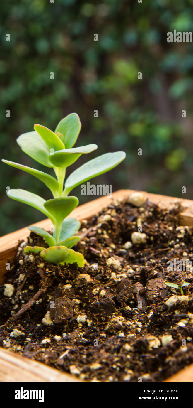 single tiny green plant in outside planter box. landscape orientation ...