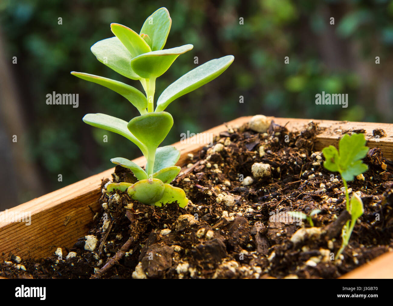 single tiny green plant in outside planter box. landscape orientation ...