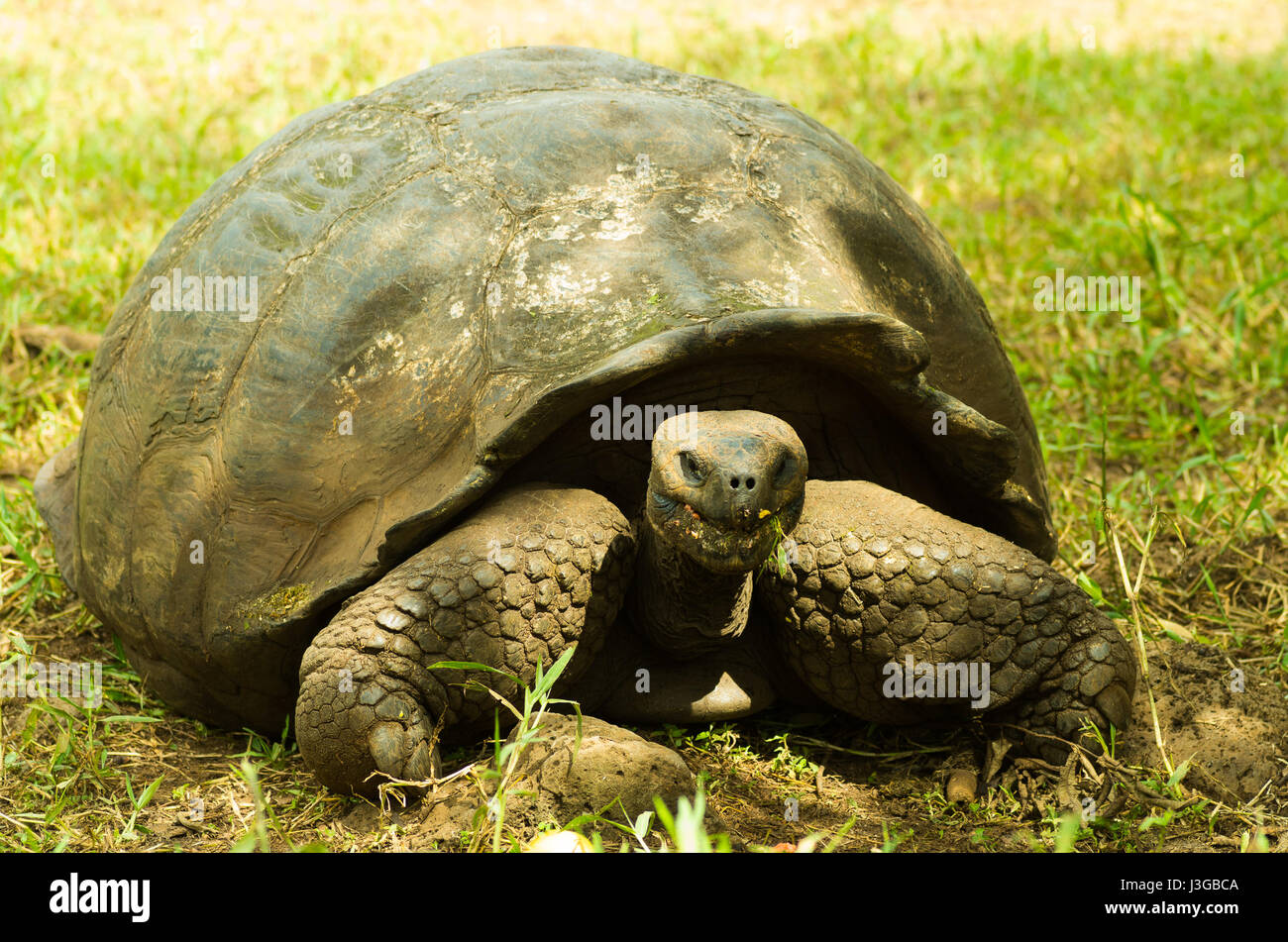 Tortoises are herbivorous animals with a diet comprising cactus ...