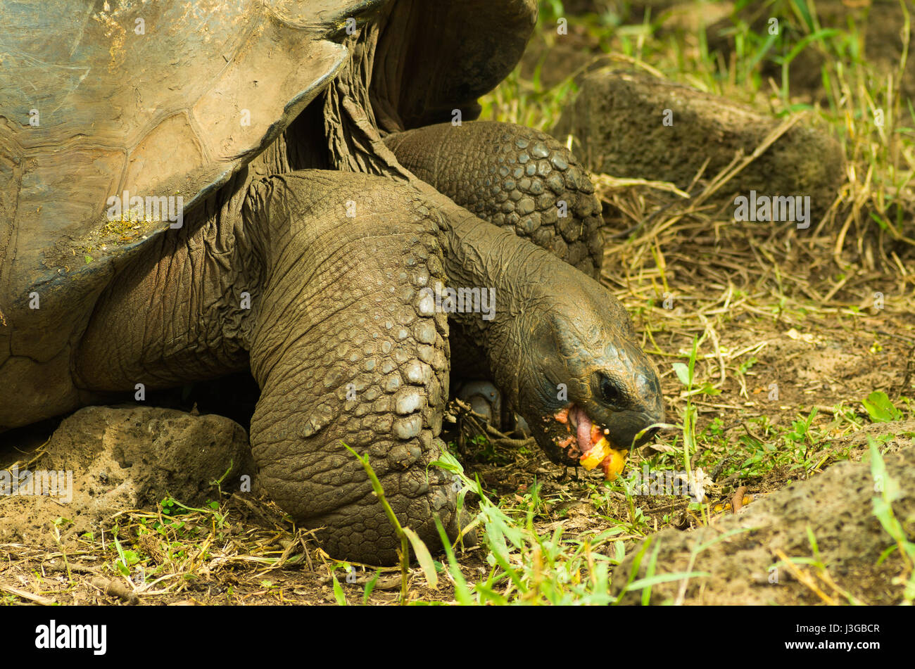 Galapagos giant tortoise cactus hi-res stock photography and images - Alamy
