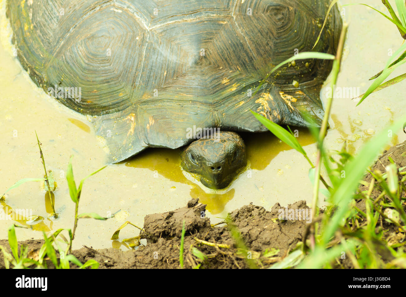 Galapagos tortoise eating cactus hi-res stock photography and images ...
