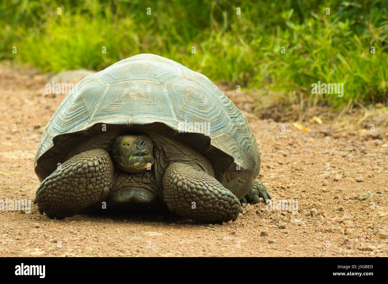 Tortoises are herbivorous animals with a diet comprising cactus ...