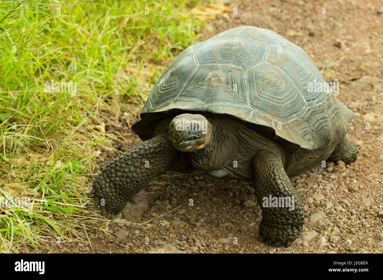 Galapagos tortoise eating cactus hi-res stock photography and images ...