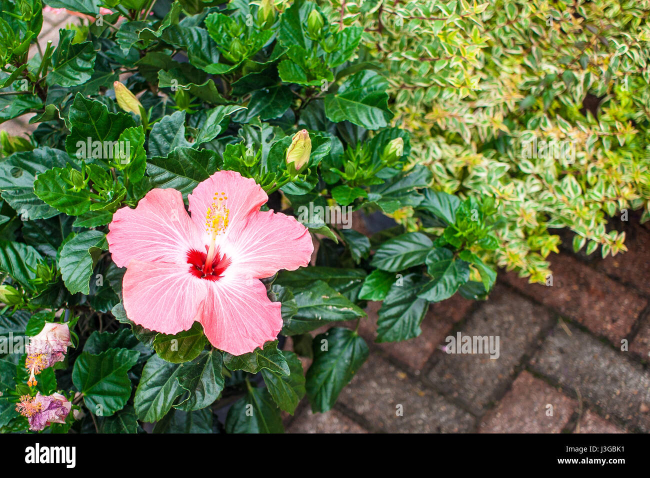 A pink hibiscus flower with red in the center Stock Photo - Alamy