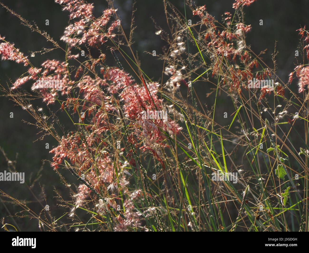 Wild flower grass Stock Photo - Alamy