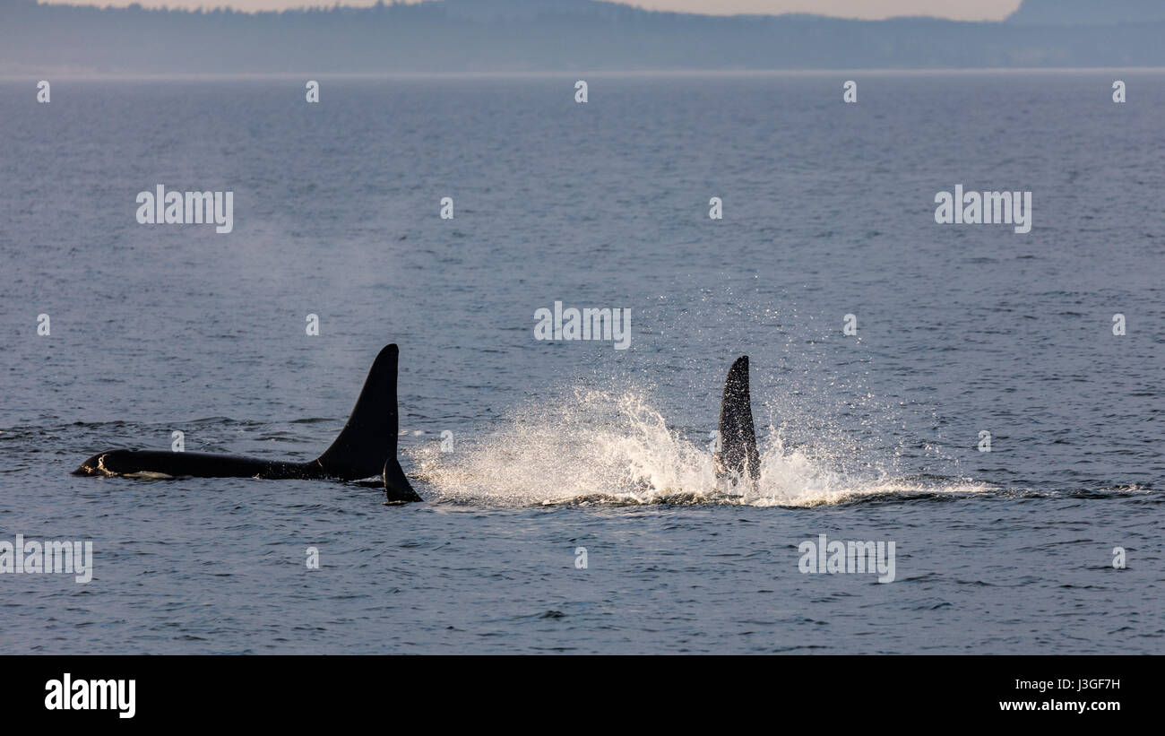 Orca Whales off the coast of Victoria, British Columbia, Canada Stock ...