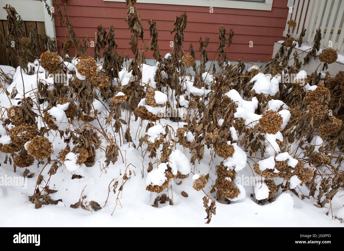 Dead foliage hi-res stock photography and images - Alamy