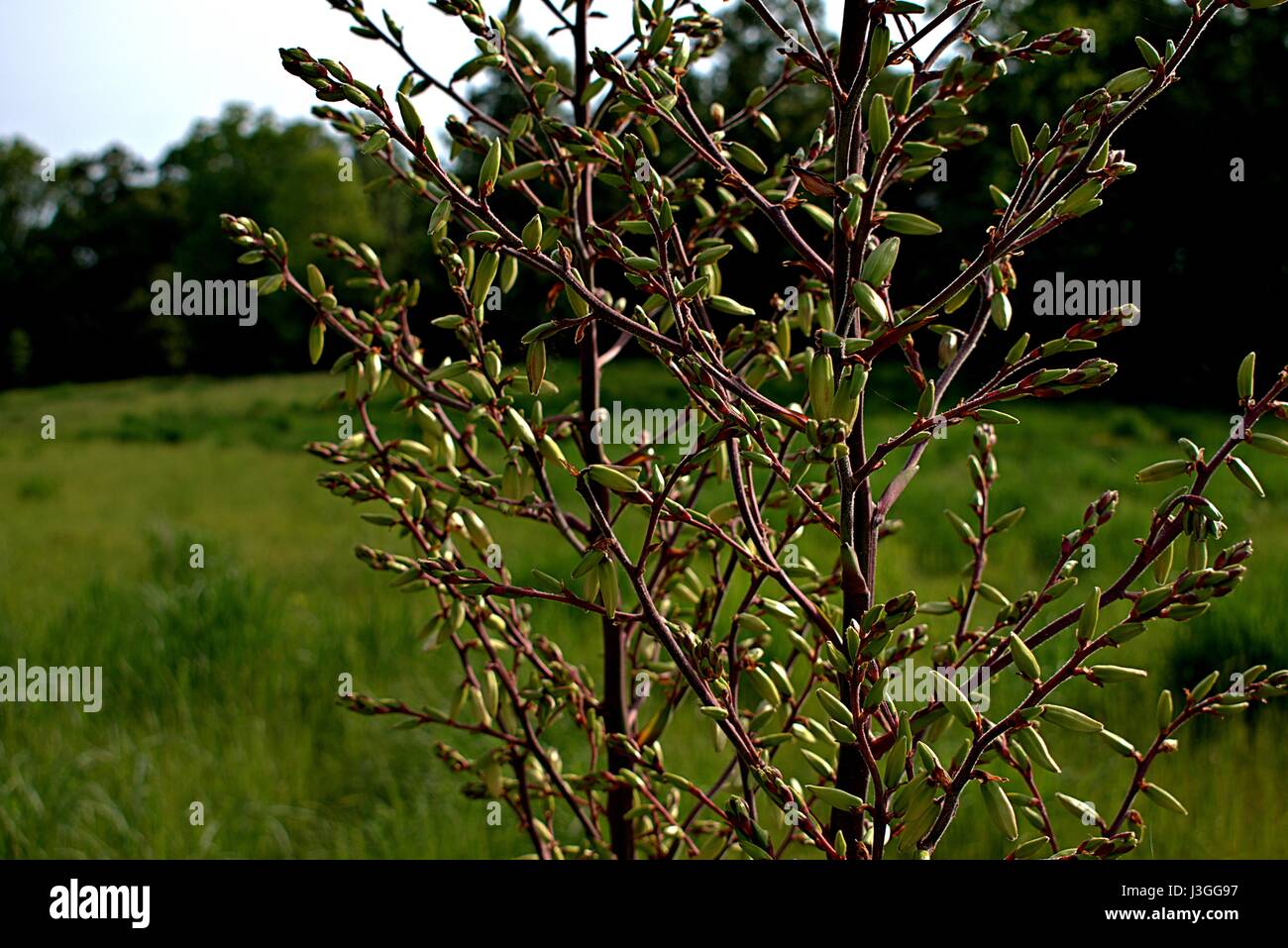 Wild shrub growing on landscape Stock Photo - Alamy