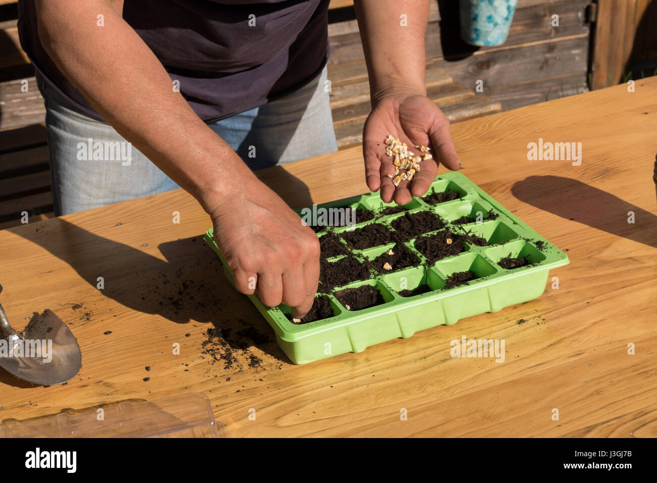 Hand planting corn seed in soil hi-res stock photography and images - Alamy