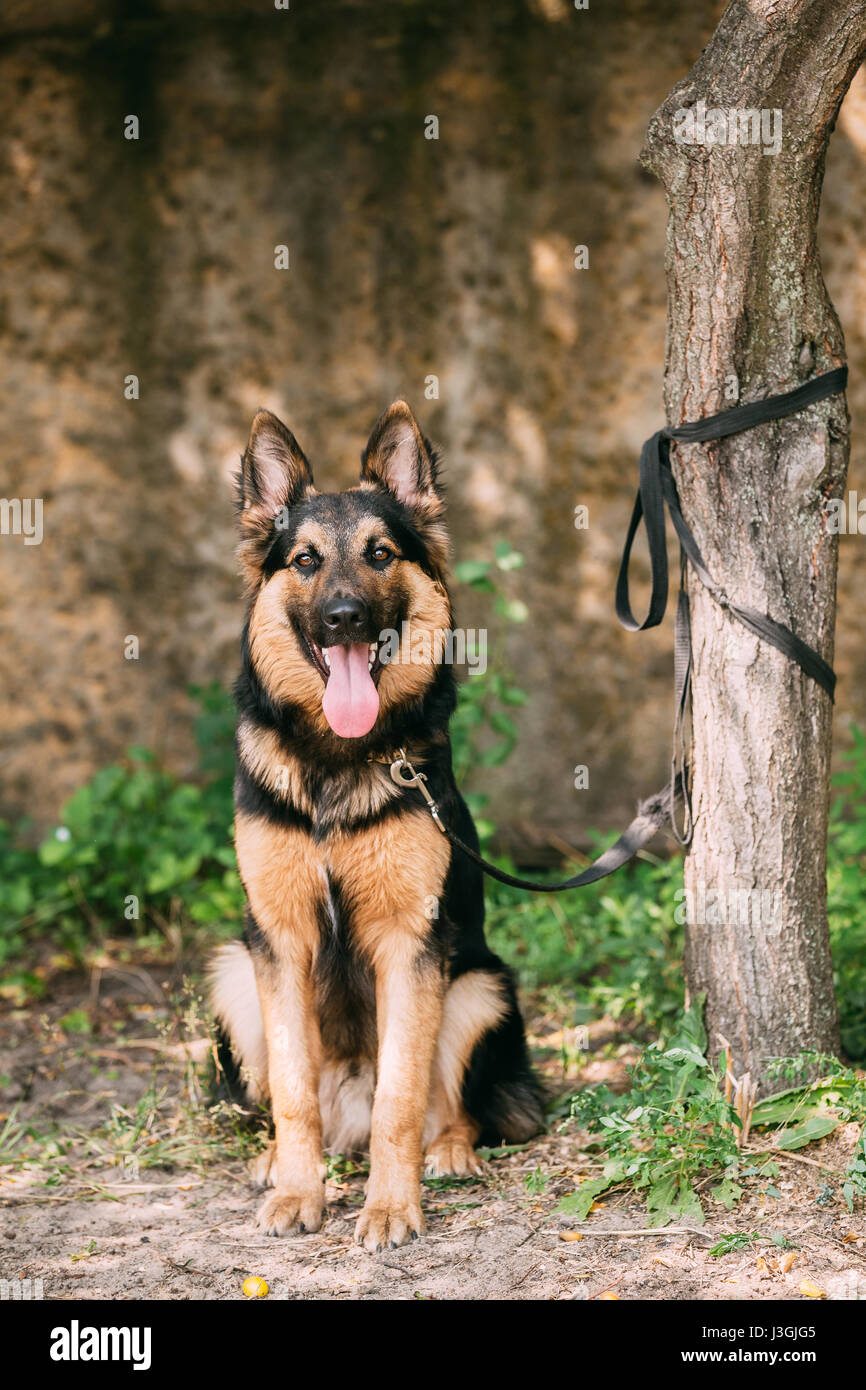 Staring Medium Size Mongrel Mixed Breed Long-Haired Black And Red Adult ...