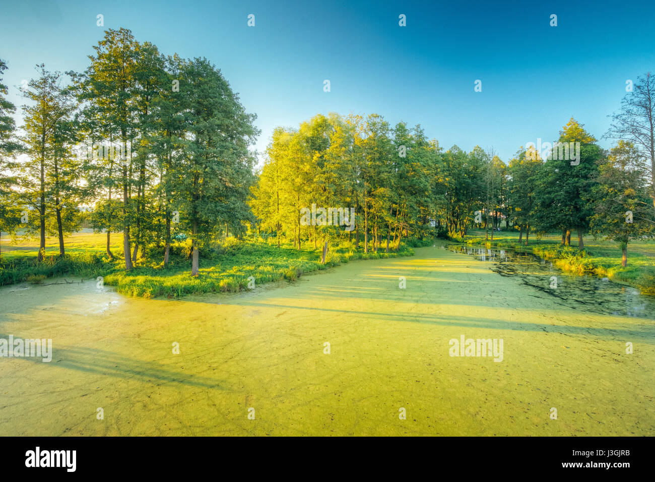 Landscape Of Summer Sunny Forest Woods And Wild Bog With Duckweed On ...