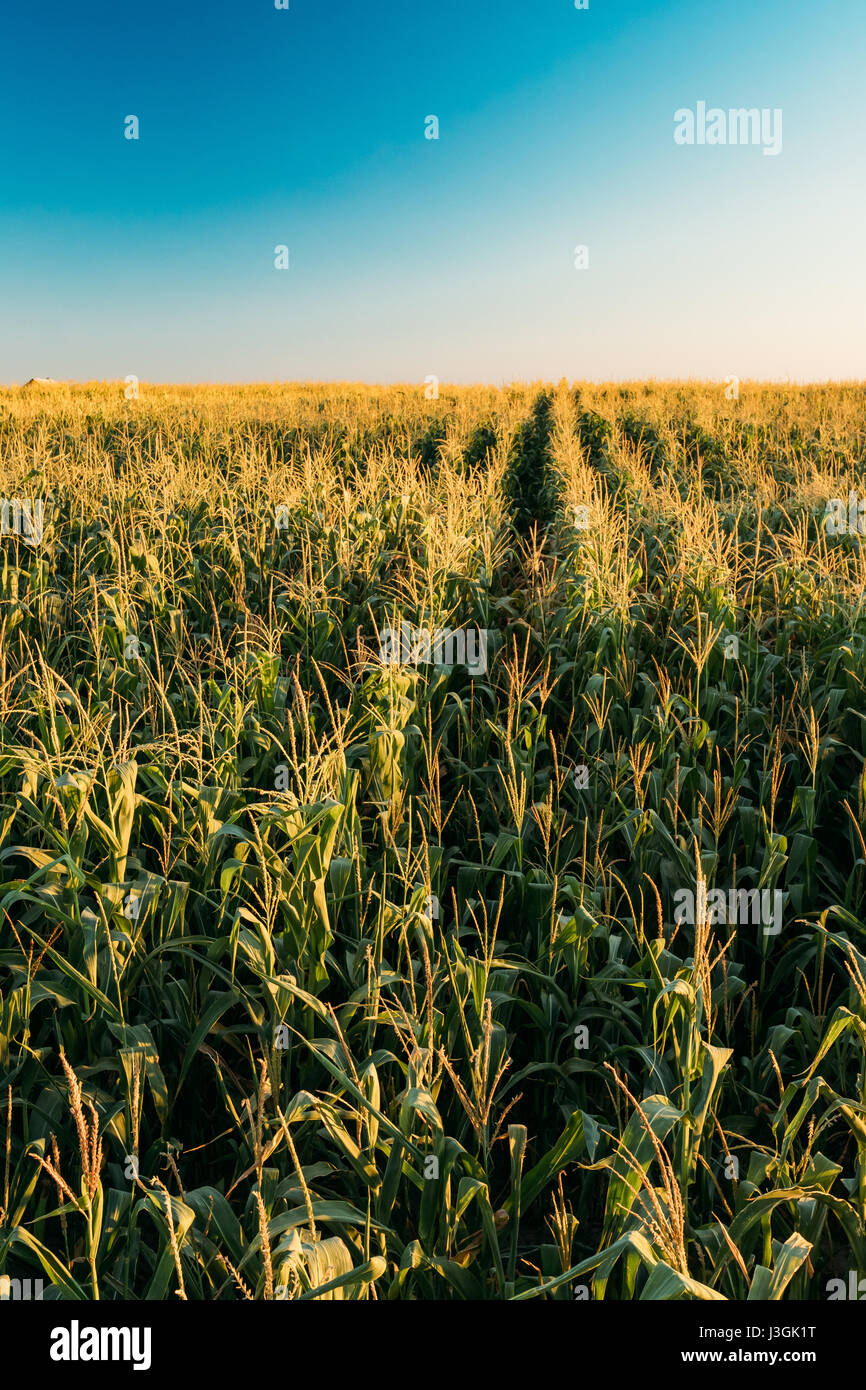 Green Maize Corn Field Plantation In Summer Agricultural Season ...