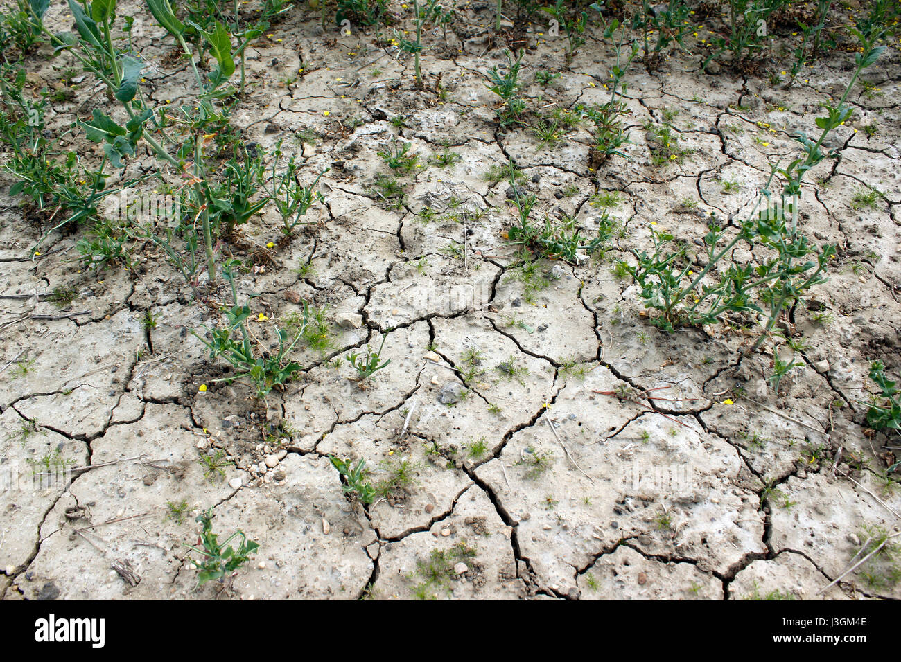 Drought dry cracked clay earth due to lack of rain Stock Photo - Alamy
