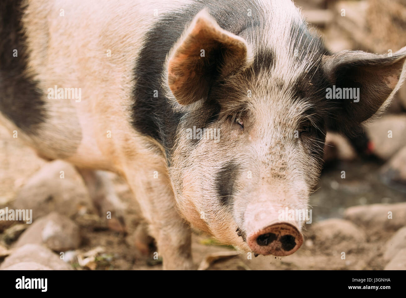 Household A Large Pig In Farm. Pig Farming Is Raising And Breeding Of ...
