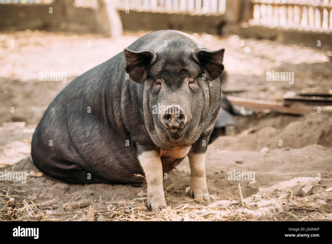 Household A Large Black Pig In Farm. Pig Farming Is Raising And ...