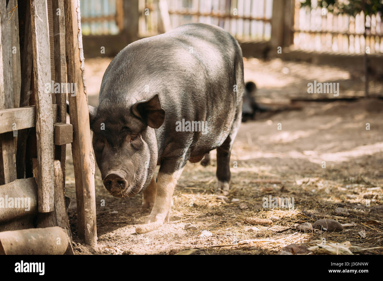 Household A Large Black Pig Itches About The Fence In Farm Yard. Pig ...